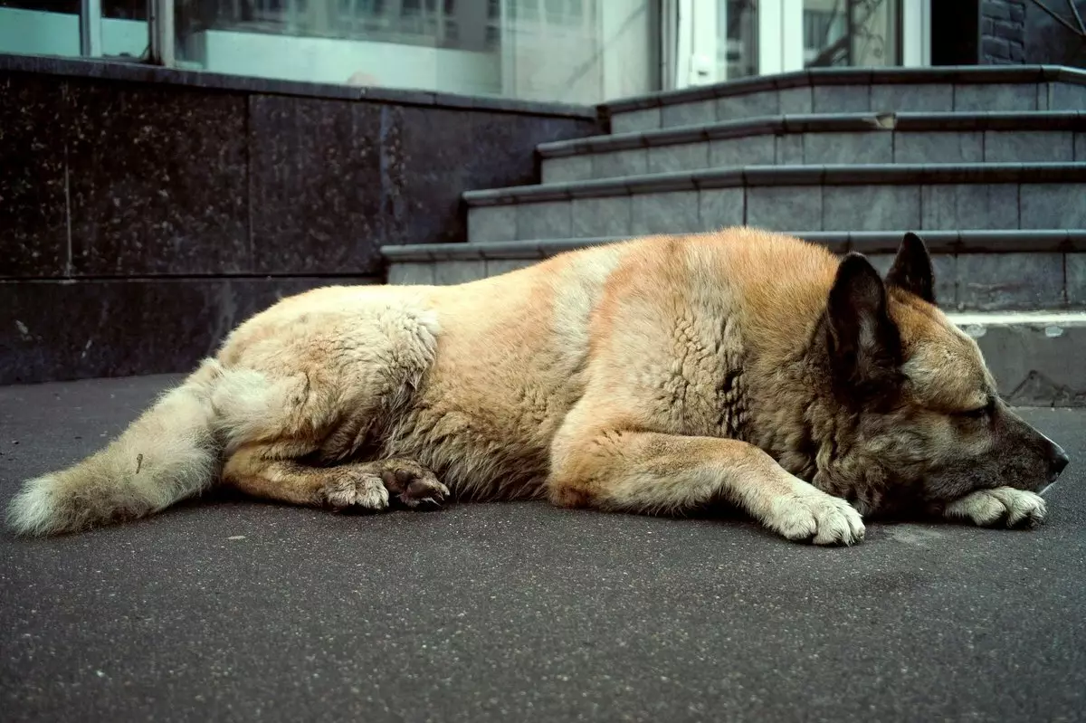 ग्रीक कॅफेमध्ये बेघर कुत्रे झोपतात
