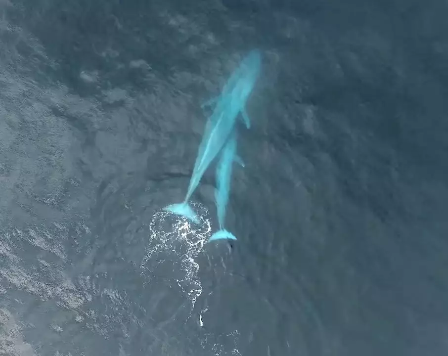 Blue Whale għalf tarbija tiegħu: Għall-ewwel darba fuq il-video