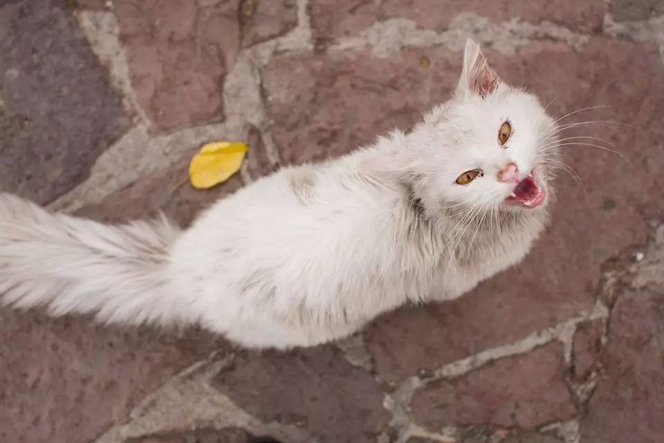 Изгубената мачка најде сопственици на бегалци во Европа