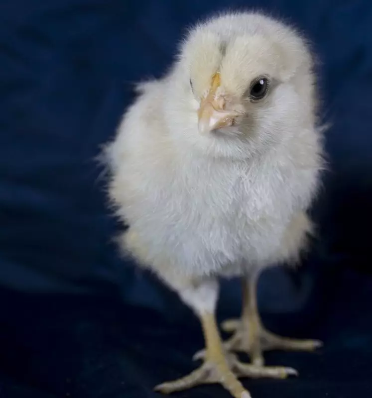 سائنسدانوں کو ڈایناسور میں مرغوں کو تبدیل کرنے کی کوشش کر رہی ہے