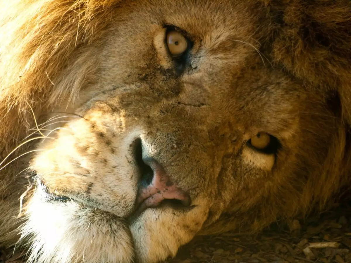 Turis di Afrika menyelamatkan singa dari pemburu