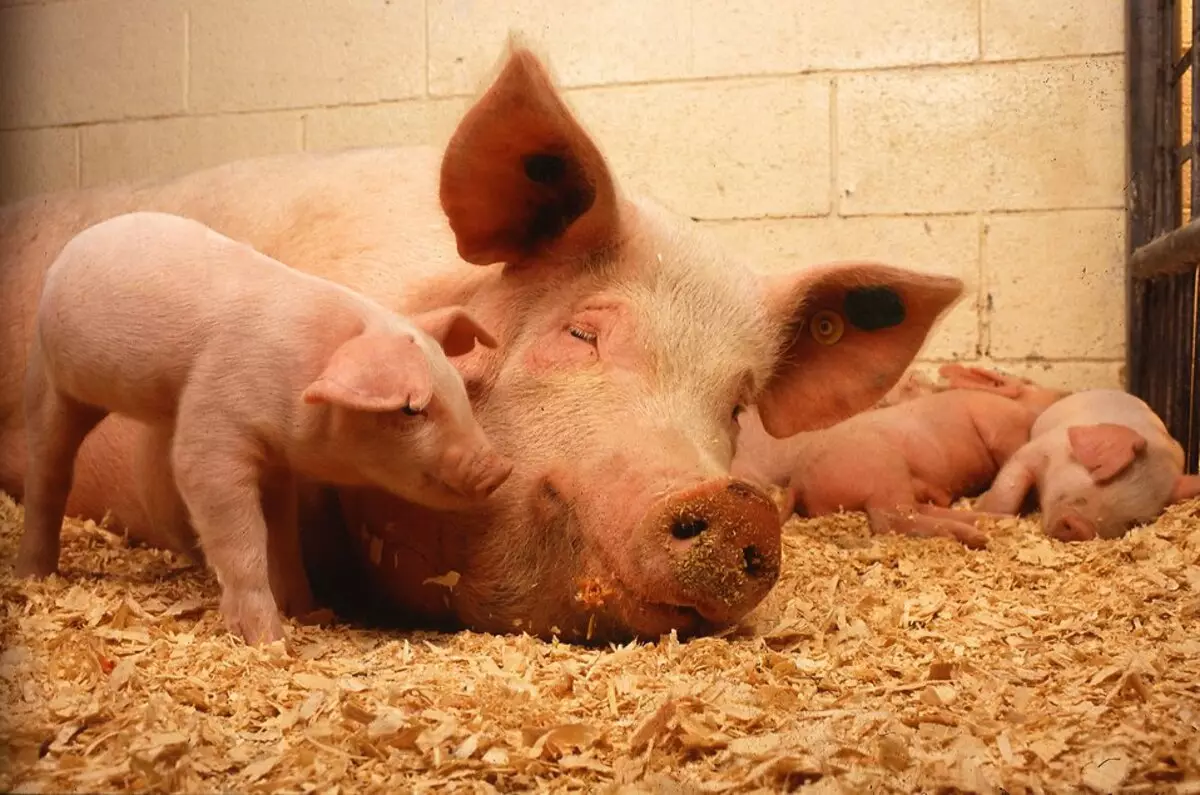 Menschliche Organe zur Transplantation werden in Schweinen und Schafen wachsen
