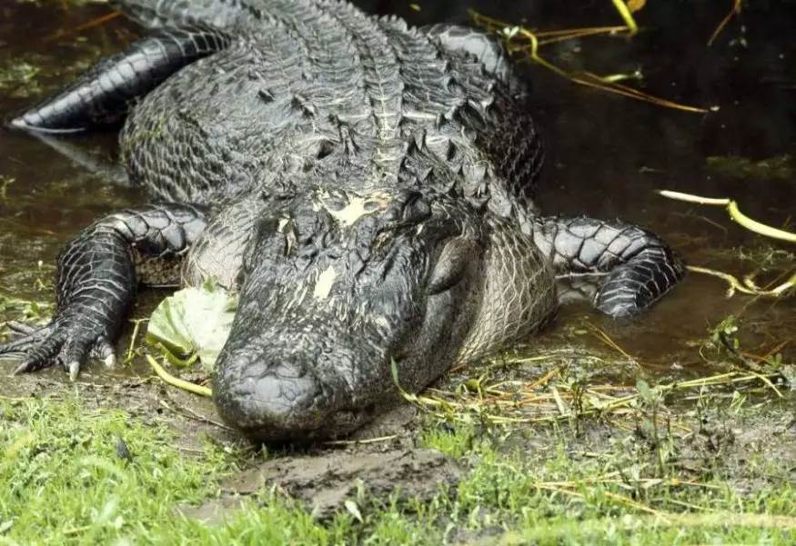 Alligator di zivistanê de mijûl e?