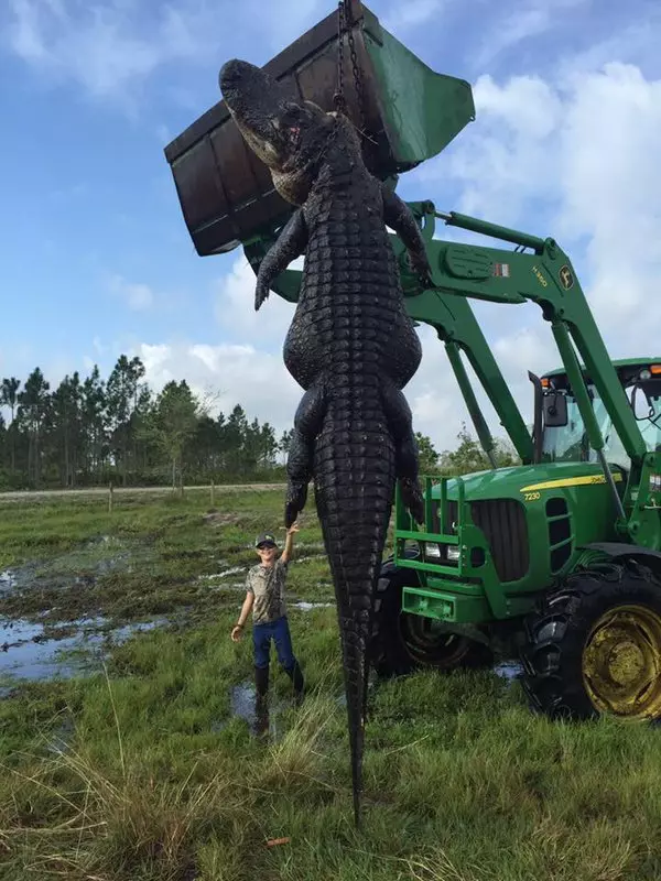Floridan filmatutako aligator erraldoia