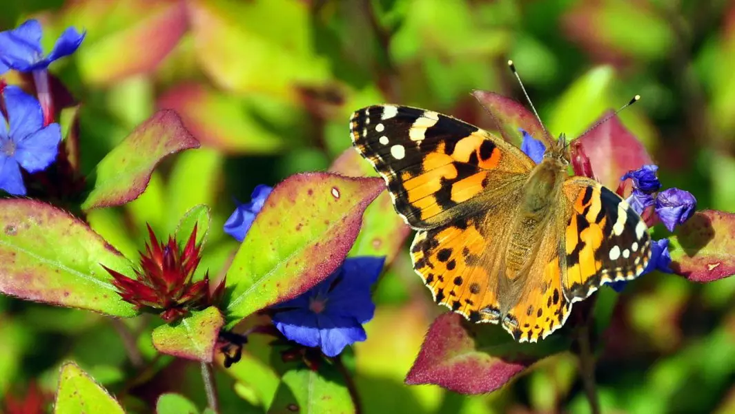 In Großbritannien, einer "Volkszählung" von Schmetterlingen