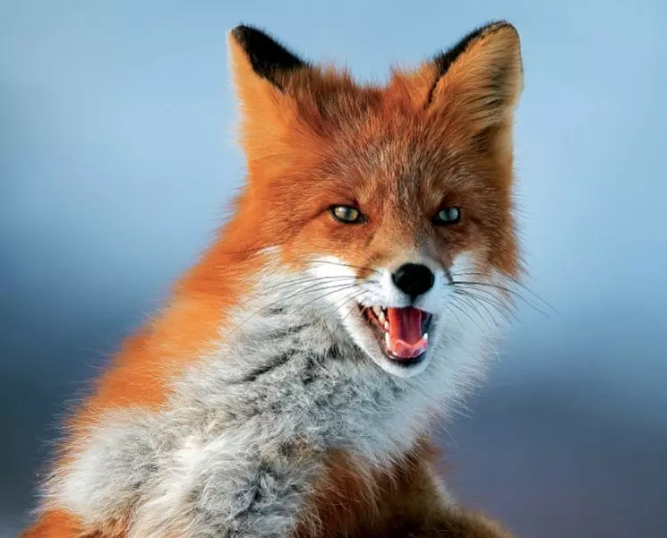 Foxes Kamchatka