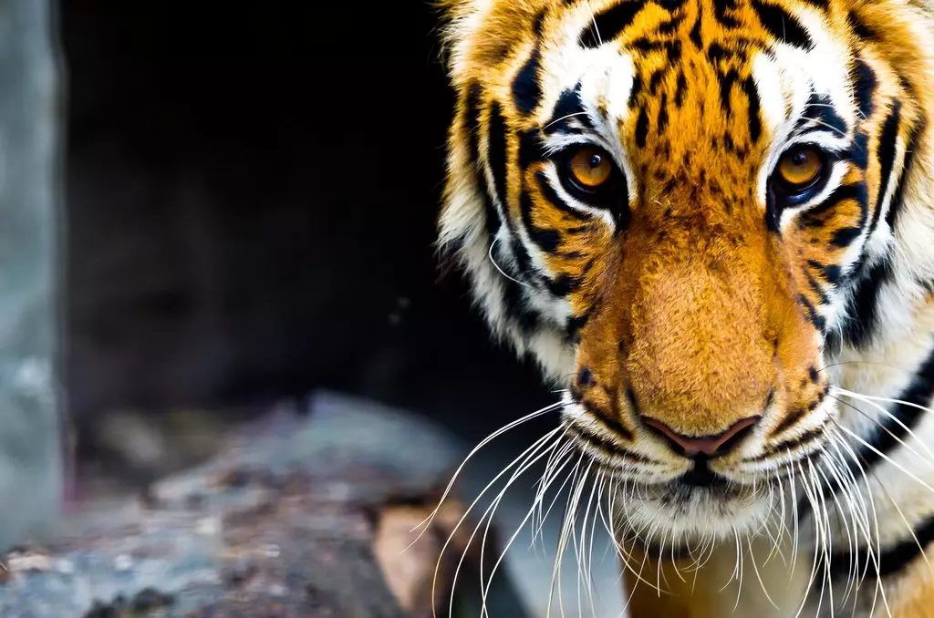 在一百年的第一次，世界的老虎人口增加了