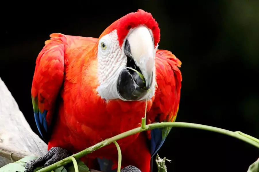 Waarom eet de papegaai klei?