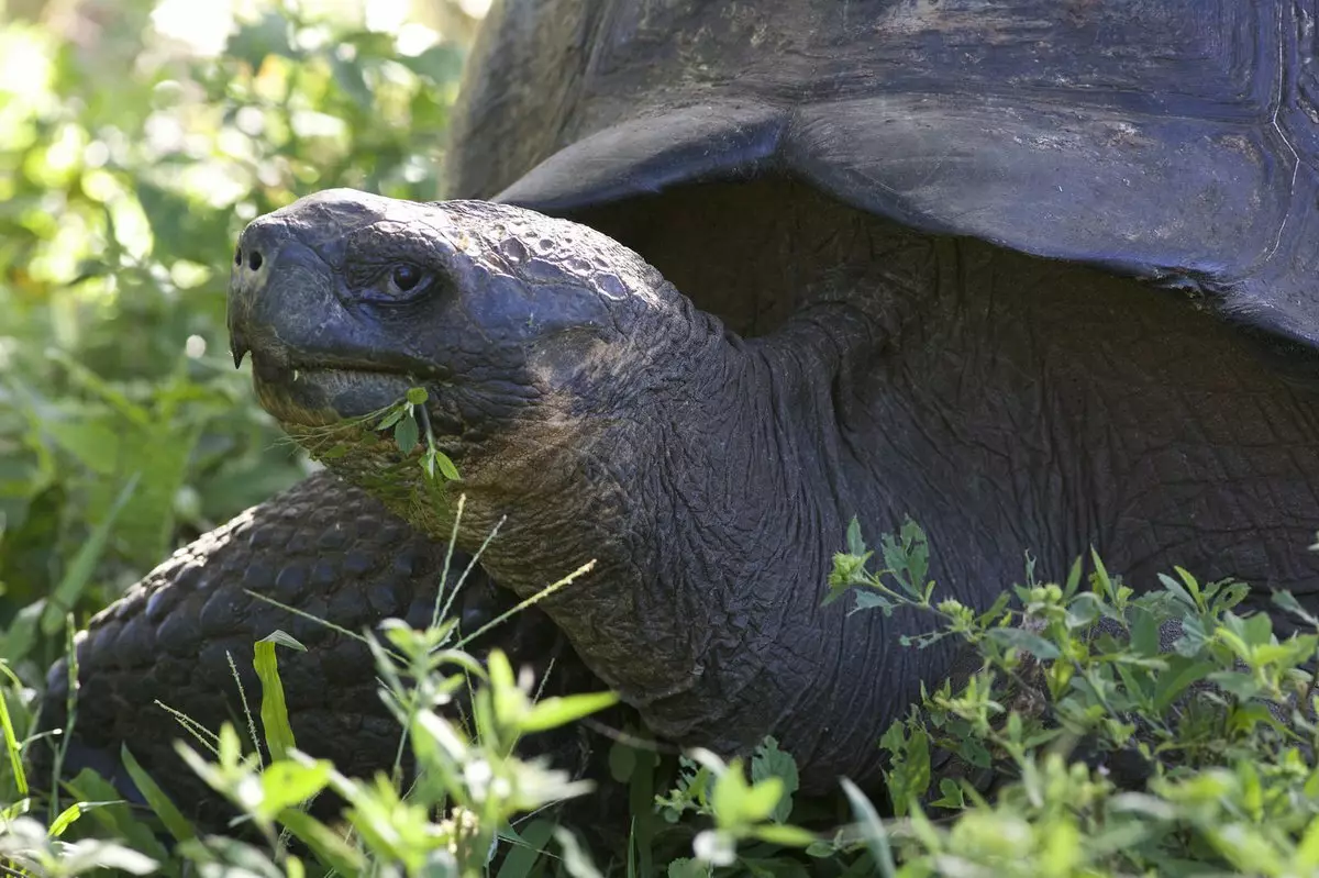 Galapaghos löysi uudenlaisen kilpikonnan tyypin
