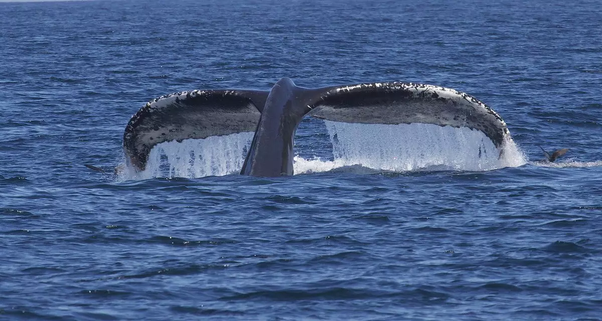 Video: La ballena jorobada hace un bastidor en la cabeza