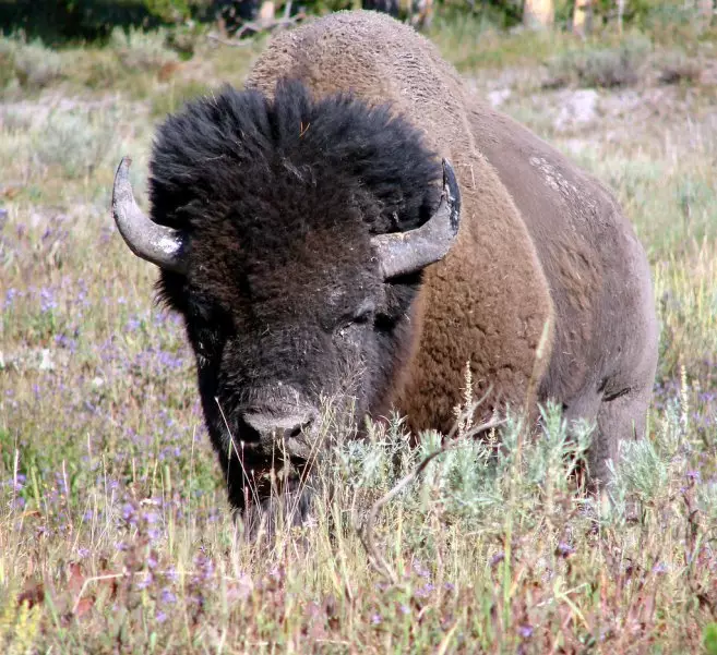 Her pêncemîn bison ya rezerva Yellowstone dê bimire