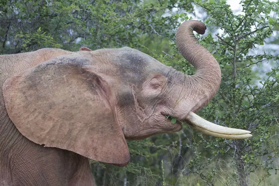 Албинос Слоновите во заробеништво и природа