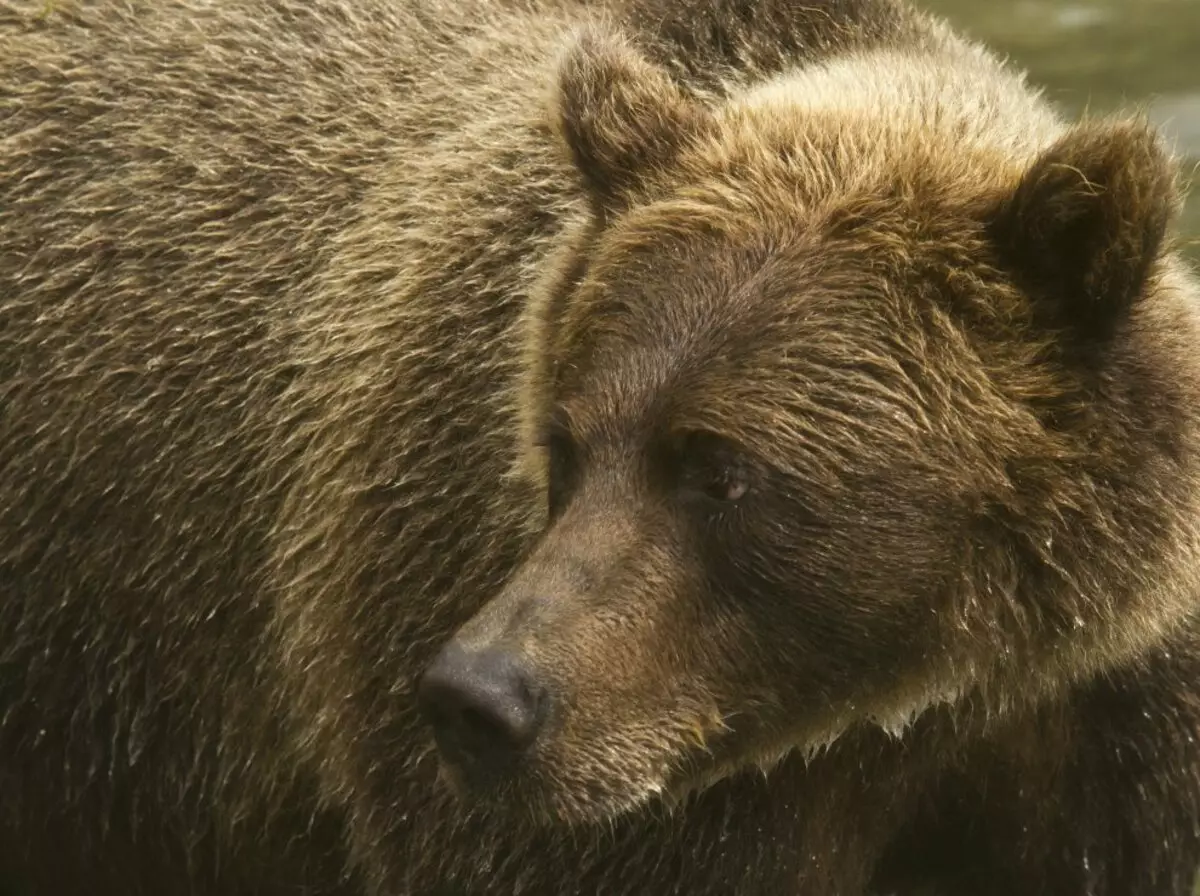 Der Mann kletterte in einen Kampf mit einem Bären im Zoo