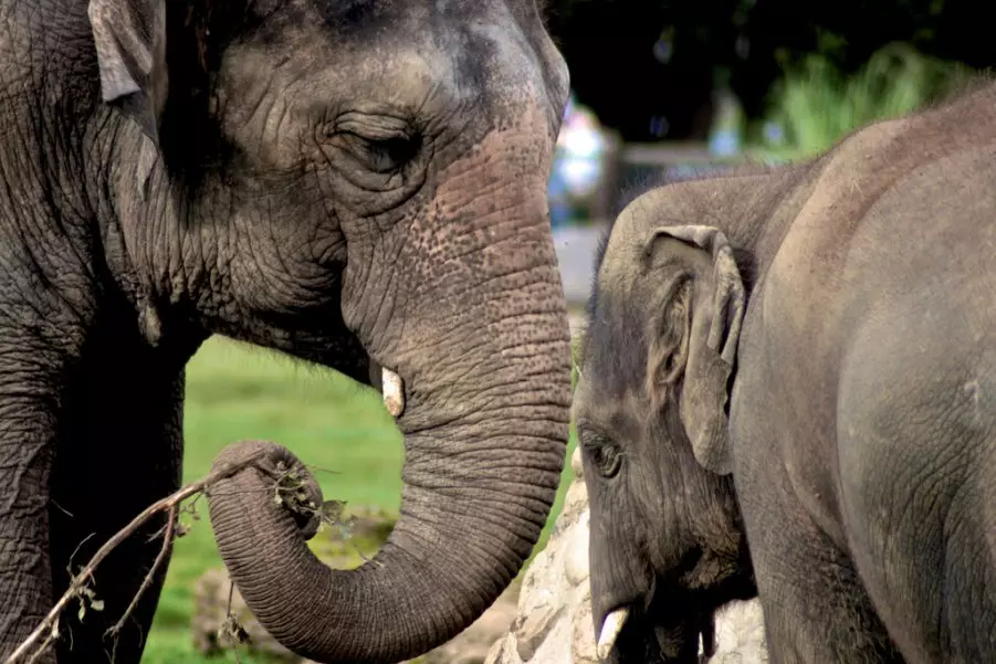 Elephants insanlar kimi bir-birinə empati