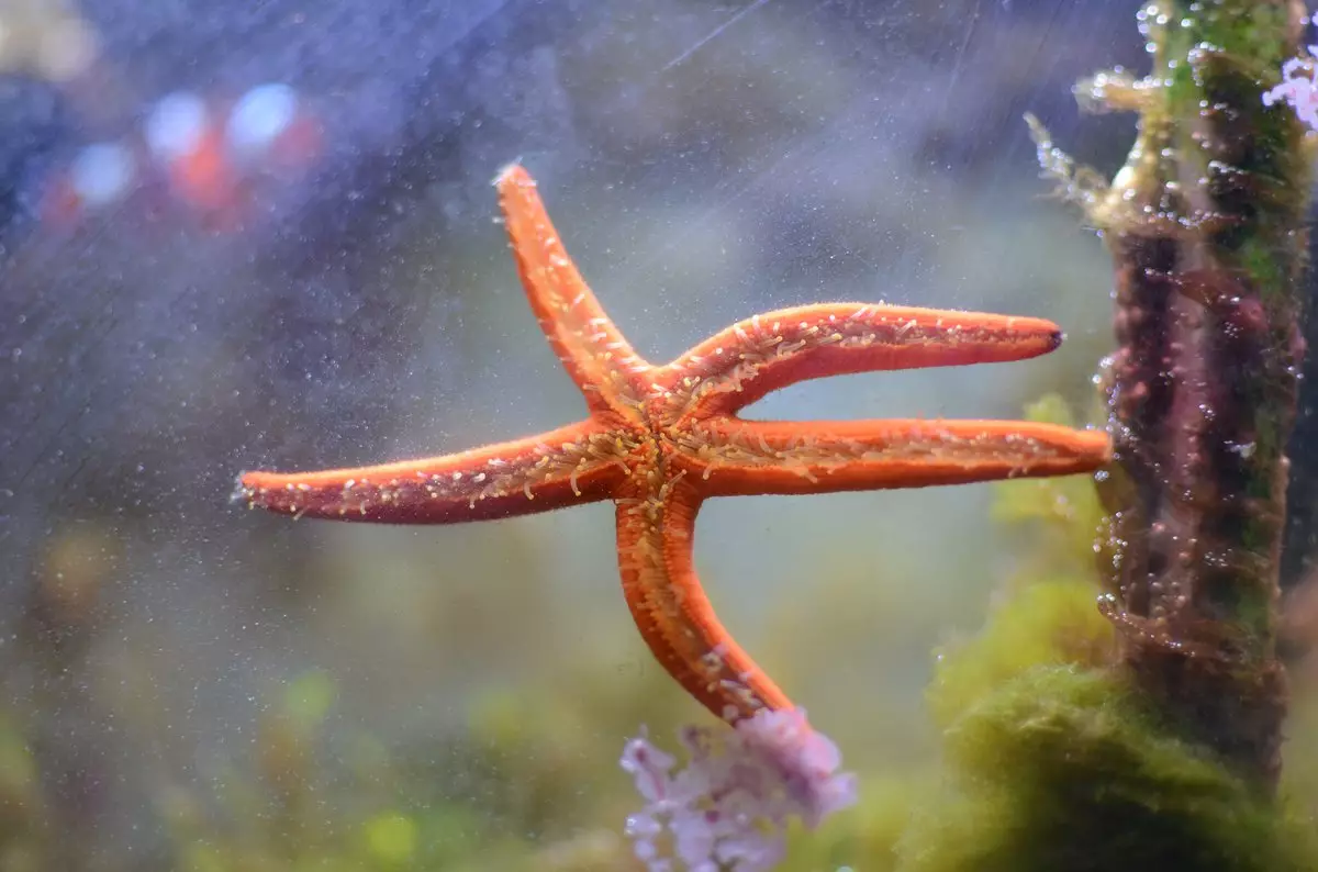 Raws li starfishes ras zaum