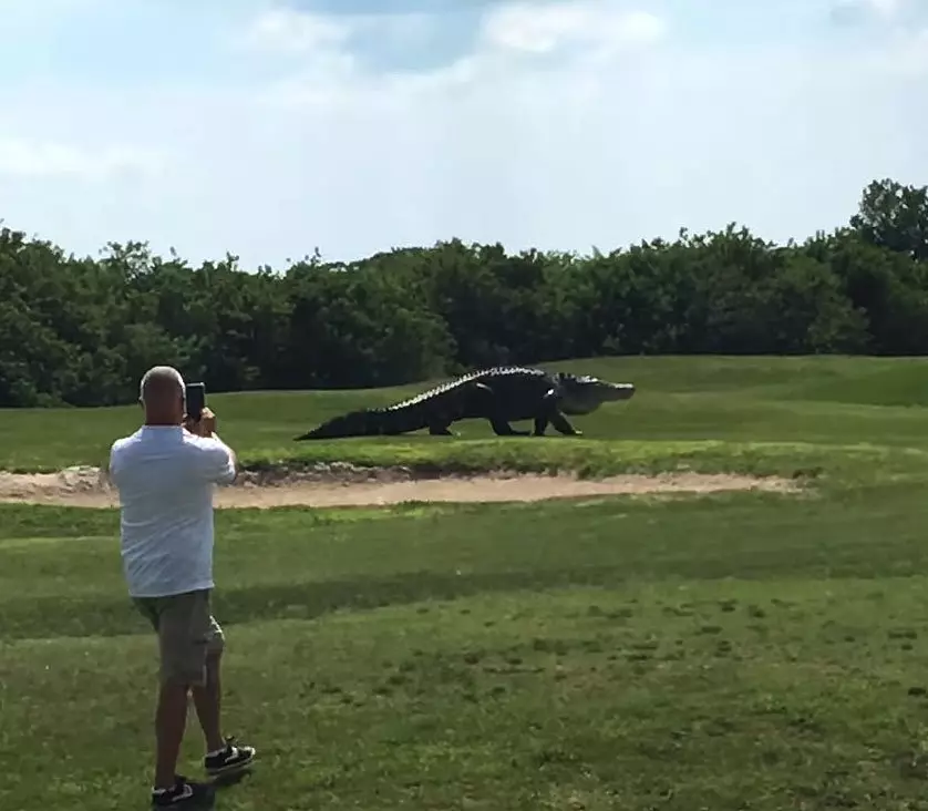 Giant Alligator wandered on გოლფის კურსი ფლორიდაში