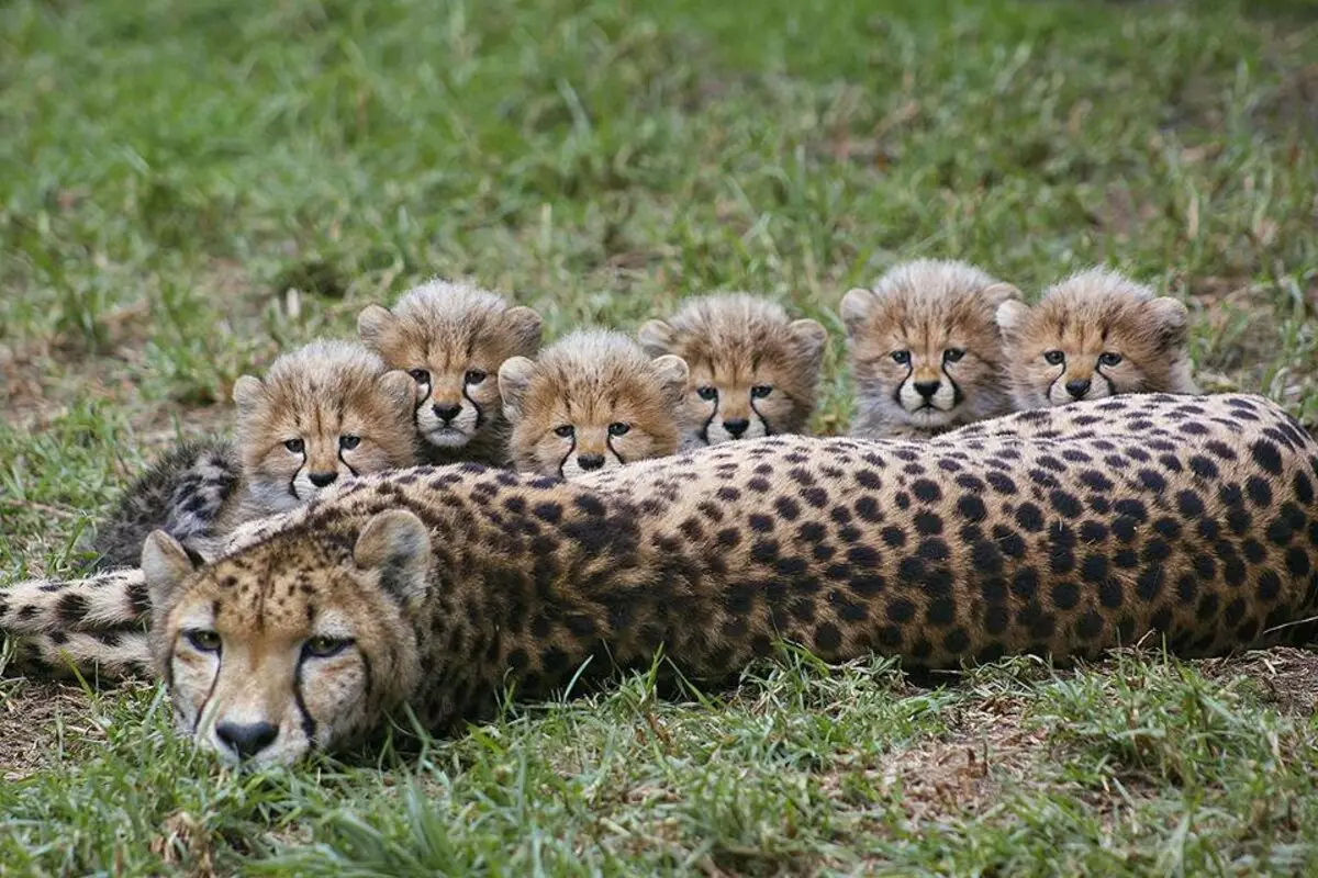6獵豹誕生於聖地亞哥動物園