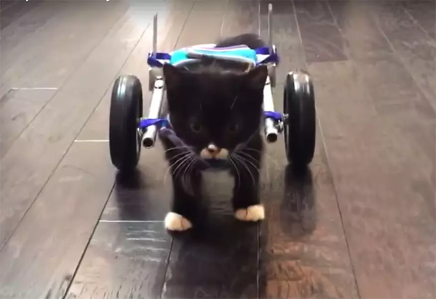Un gatito sin ley le dio una silla de ruedas.