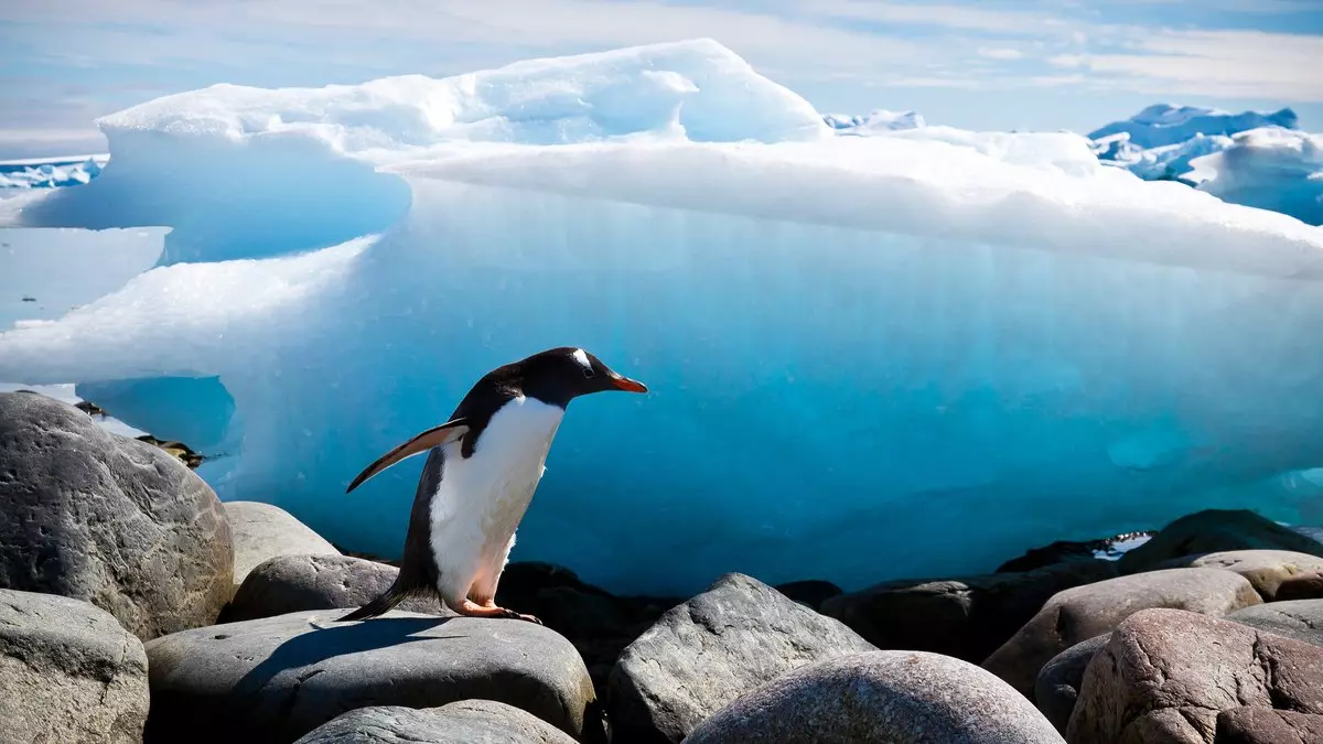 Nnukwu iceberg gburu 150,000 penguins