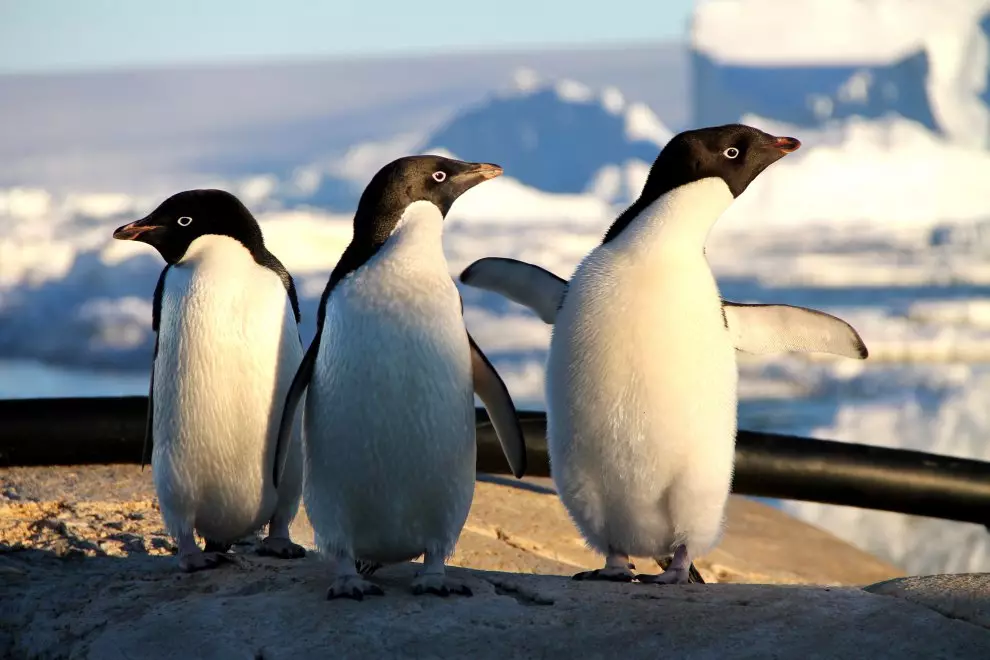 Окумуштуулар ар бир адамды пингвиндерди карап чыгууга чакырышат