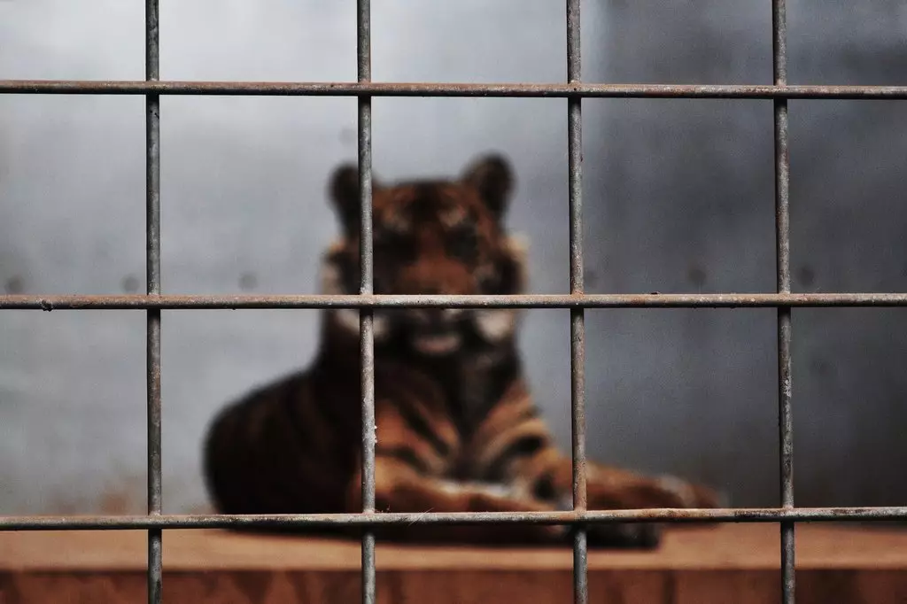 A Buenos Aires, deixeu de turmentar animals
