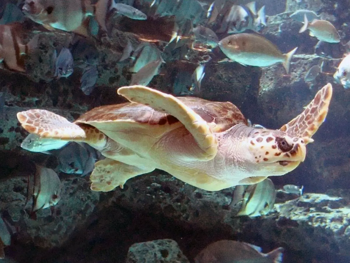 Miłośnicy selfie prawie zabili żółwia