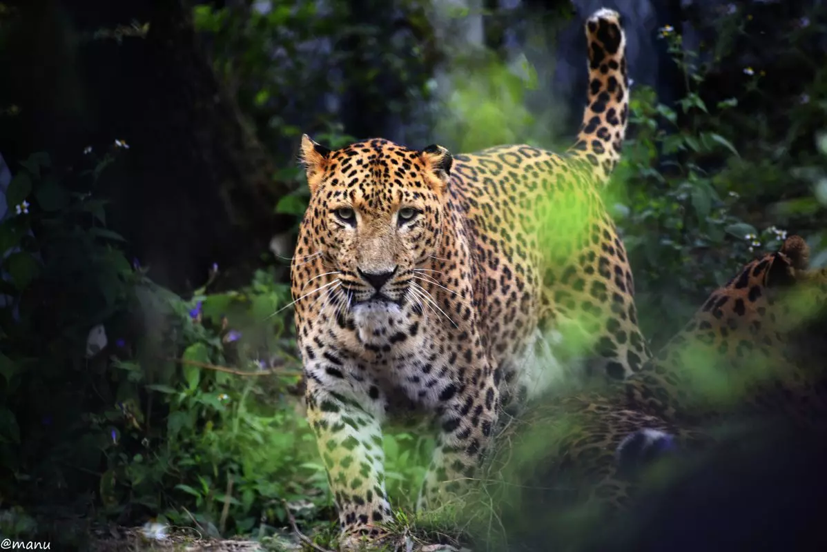 Ho theola jaguar