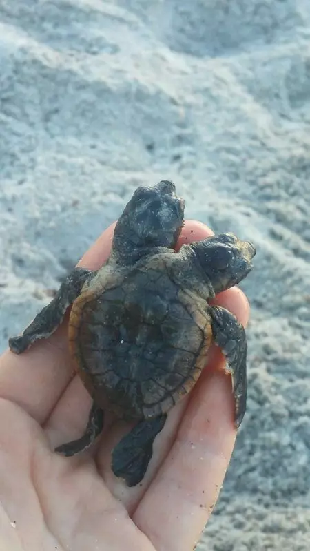 Als EUA, una tortuga va néixer amb dos caps: de vídeo