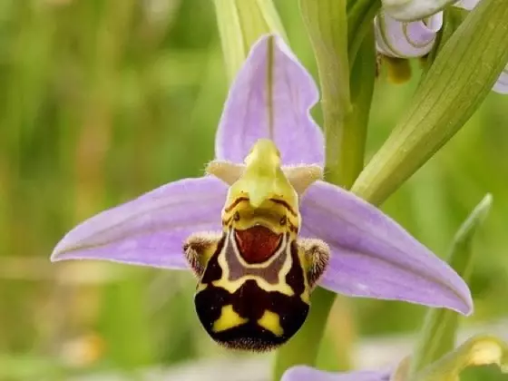 Fuddelen Planzen: Wéi d'Flore Pollinators konservéiert gëtt