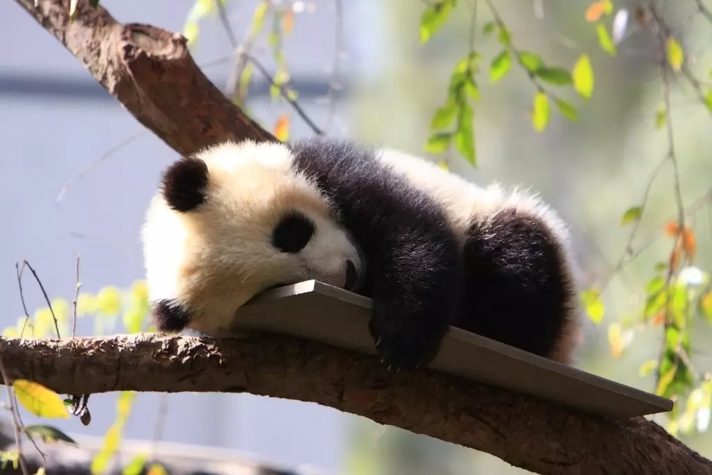 Kid panda čini prve korake: video