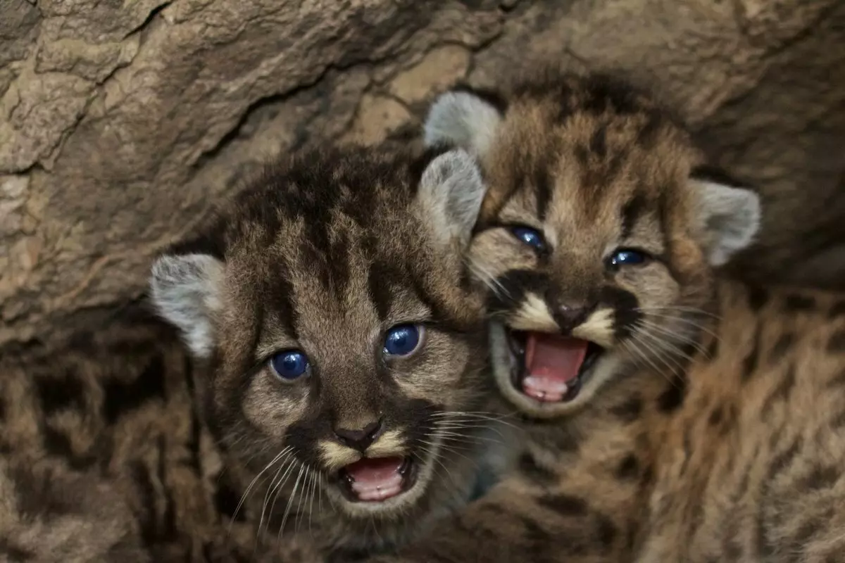 ลูกแมว Puma ที่สวยงามที่พบในอุทยานธรรมชาติ