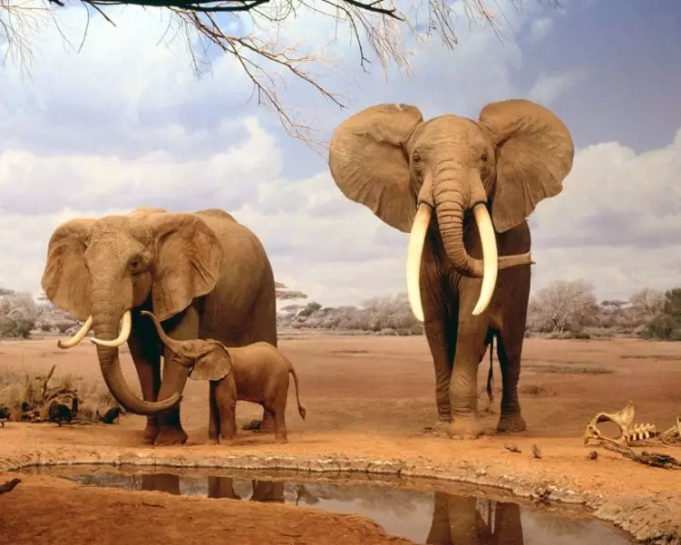 Temetkezési rítus az elefántok számára