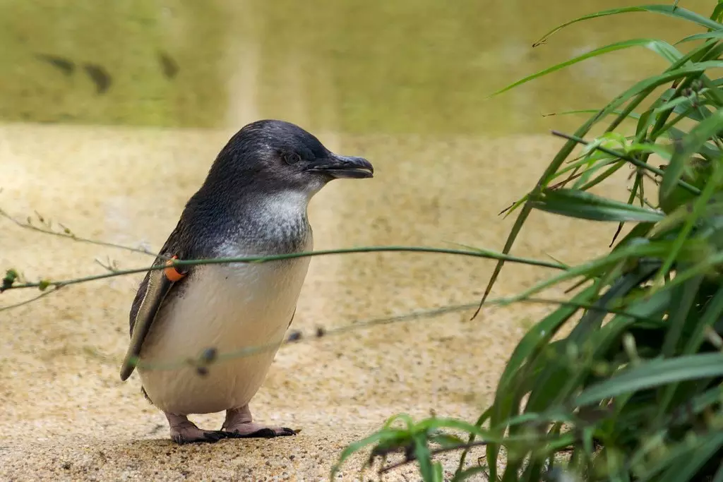 Penguin yeni bir pençe aldı ve tekrar dans edebilir