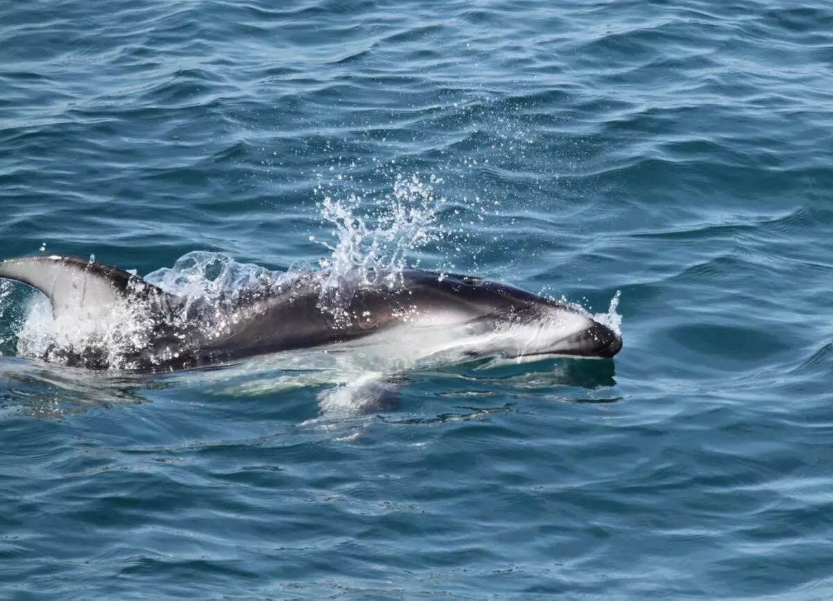 Video: Come i delfini appaiono sulla luce
