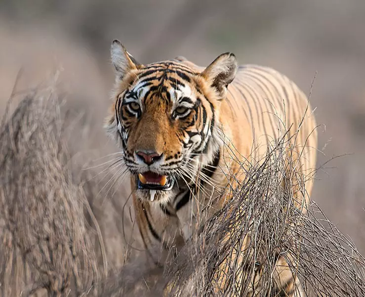 Indien har opnået enorm succes i bevarelse af tigre
