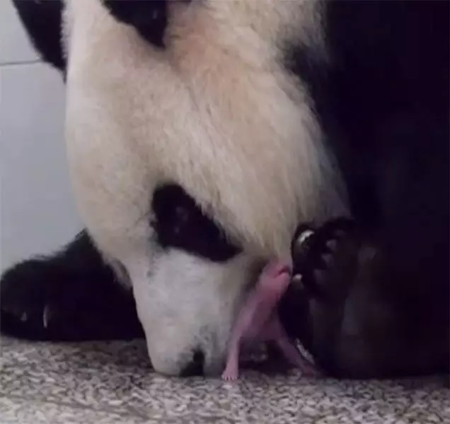 Nähili Panda görkezilýär: wideo