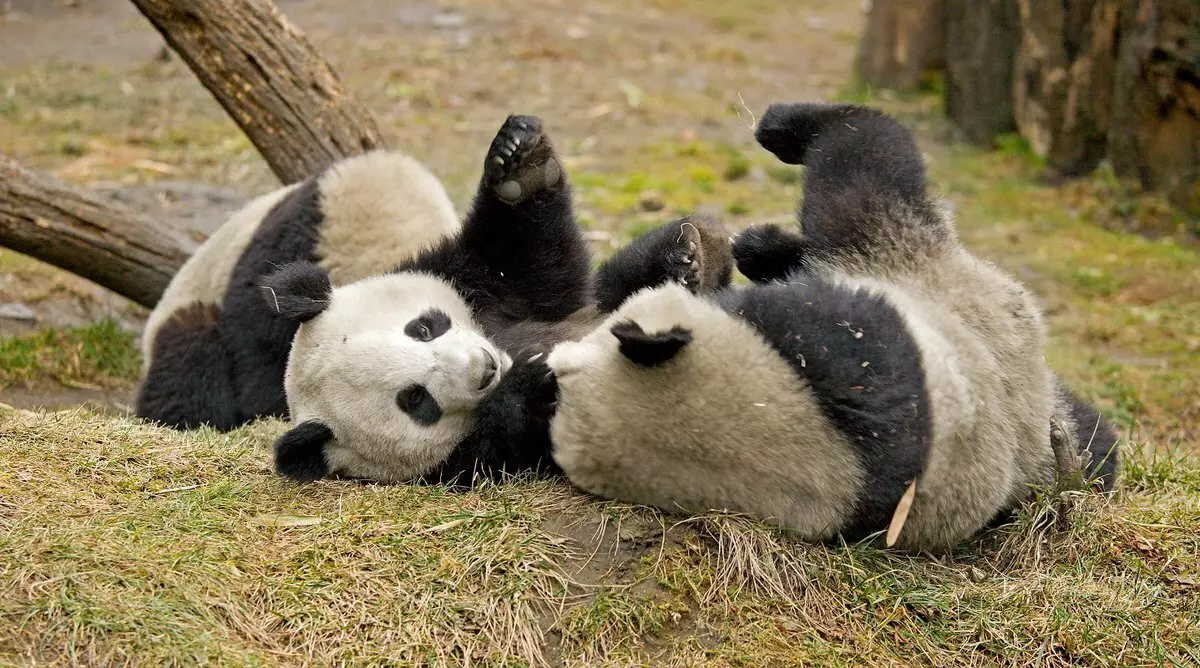 Pandas tworzą małżeństwa dla miłości