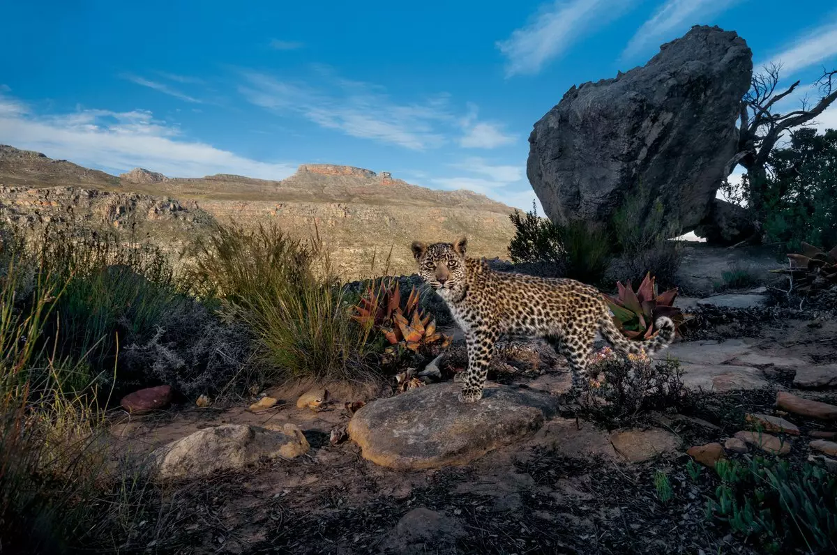 Από τη σκιά στο φως: Οι άνθρωποι θα μάθουν να συναντιούνται με λεοπάρδαλες