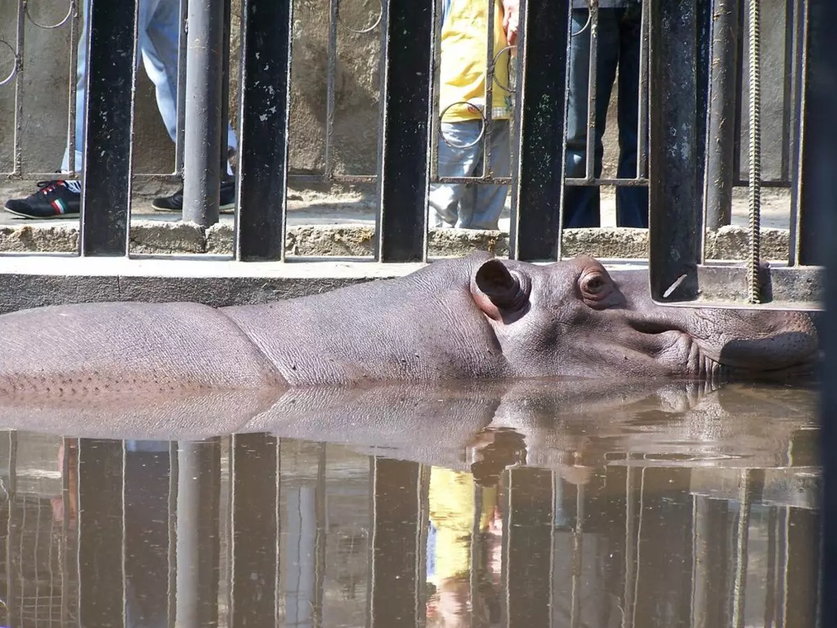 Ranny z powodzi Zoo Tbilisi wkrótce otworzy
