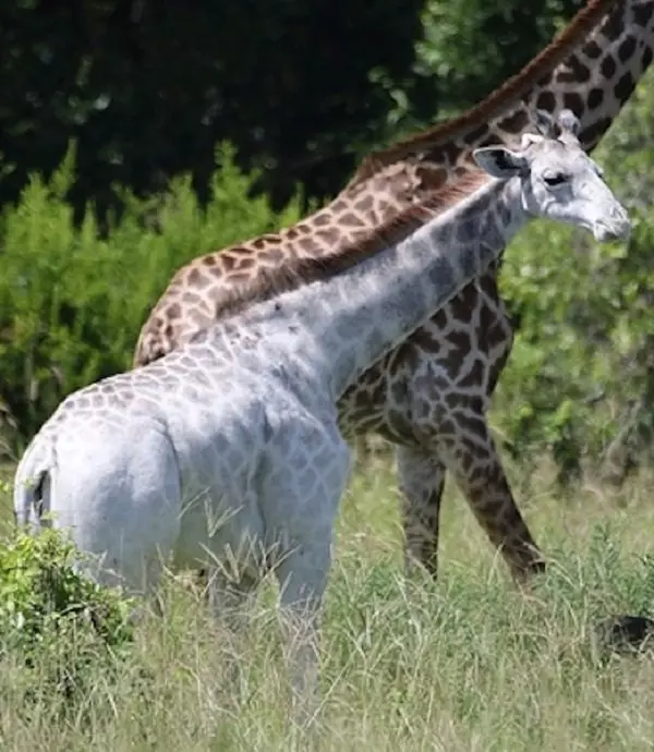 Skaars White kameelperd lewens in Tanzanië