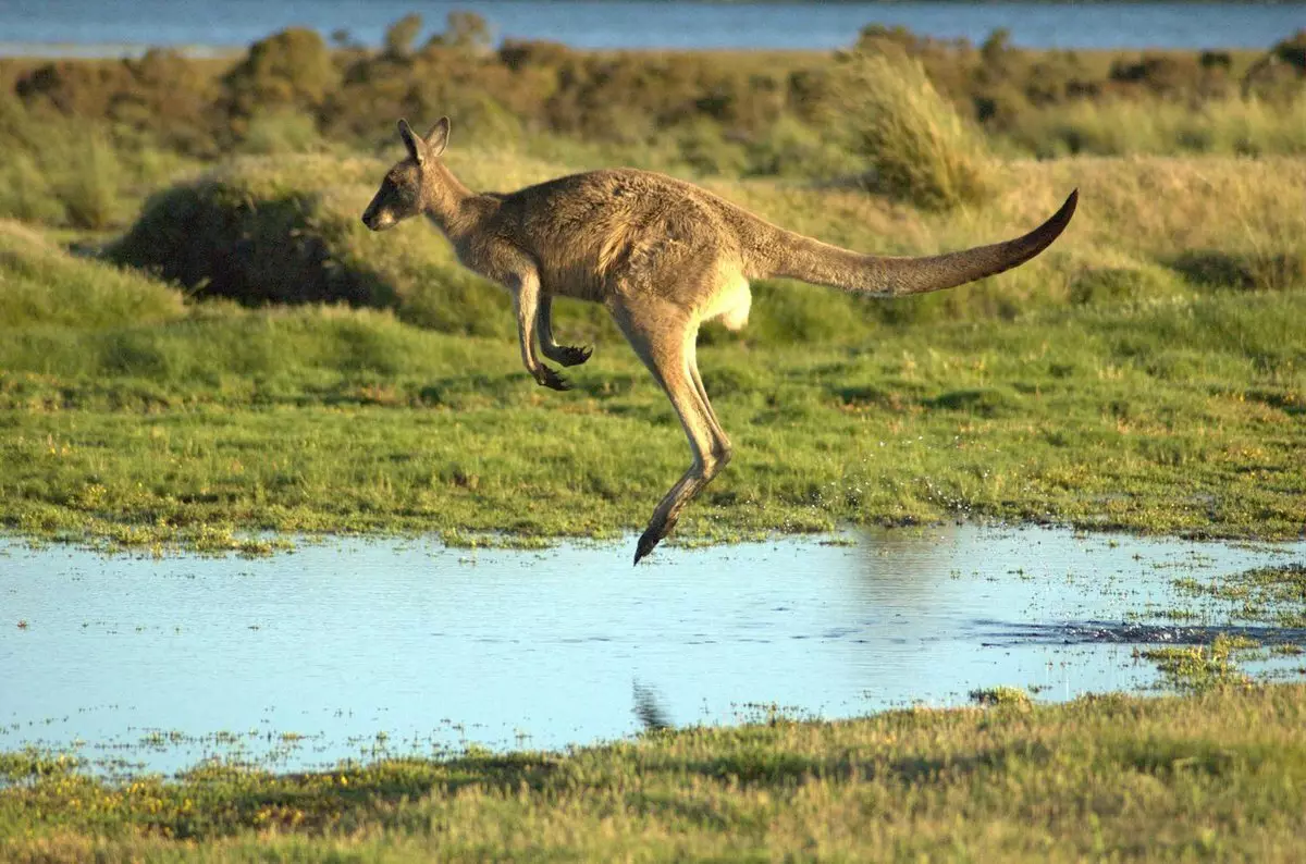 Jak kangur reguluje swoją prędkość