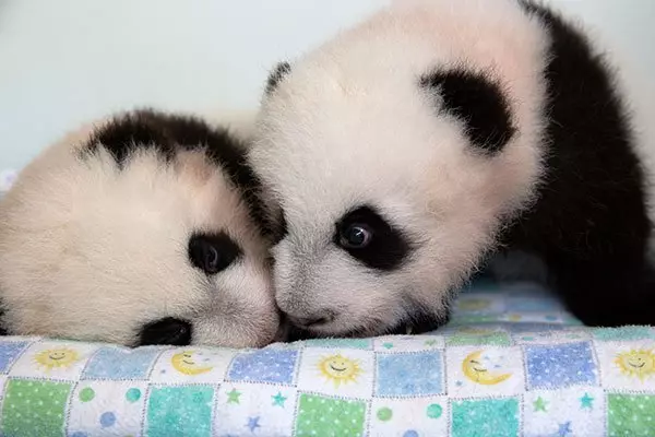 Amerikanske Pandas mottok poetiske navn