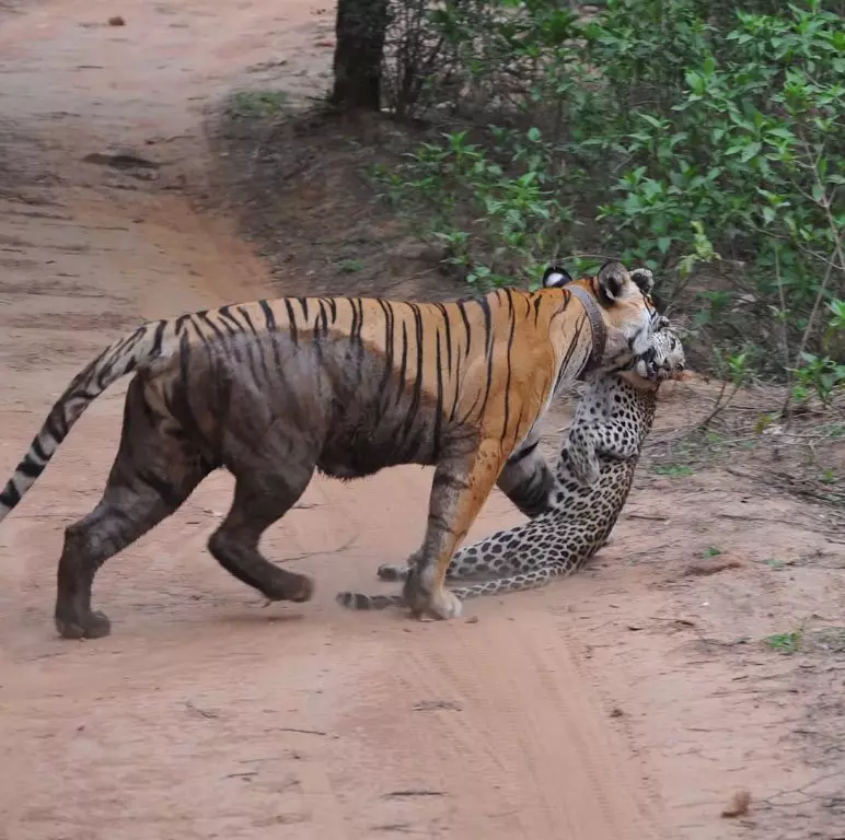 Mortal Battle: Tigress against Leopard