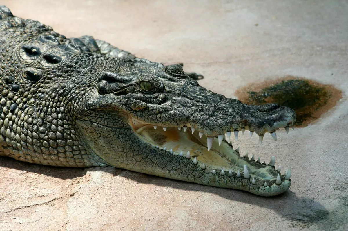 Největší krokodýl
