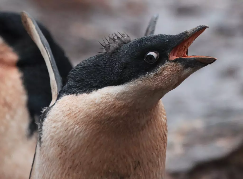 Sur la Tero restos dufoje malpli da pingvenoj
