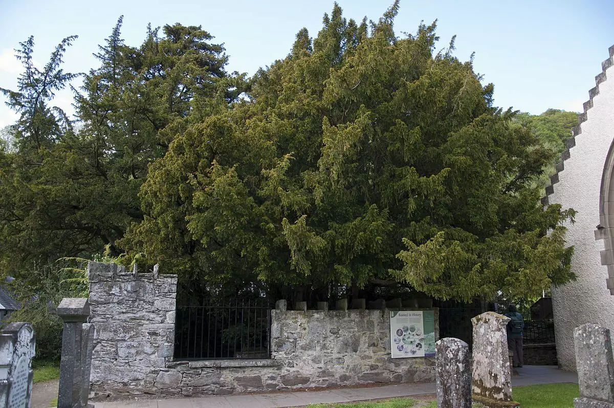 A árvore mais antiga da Grã-Bretanha começou a mudar o chão