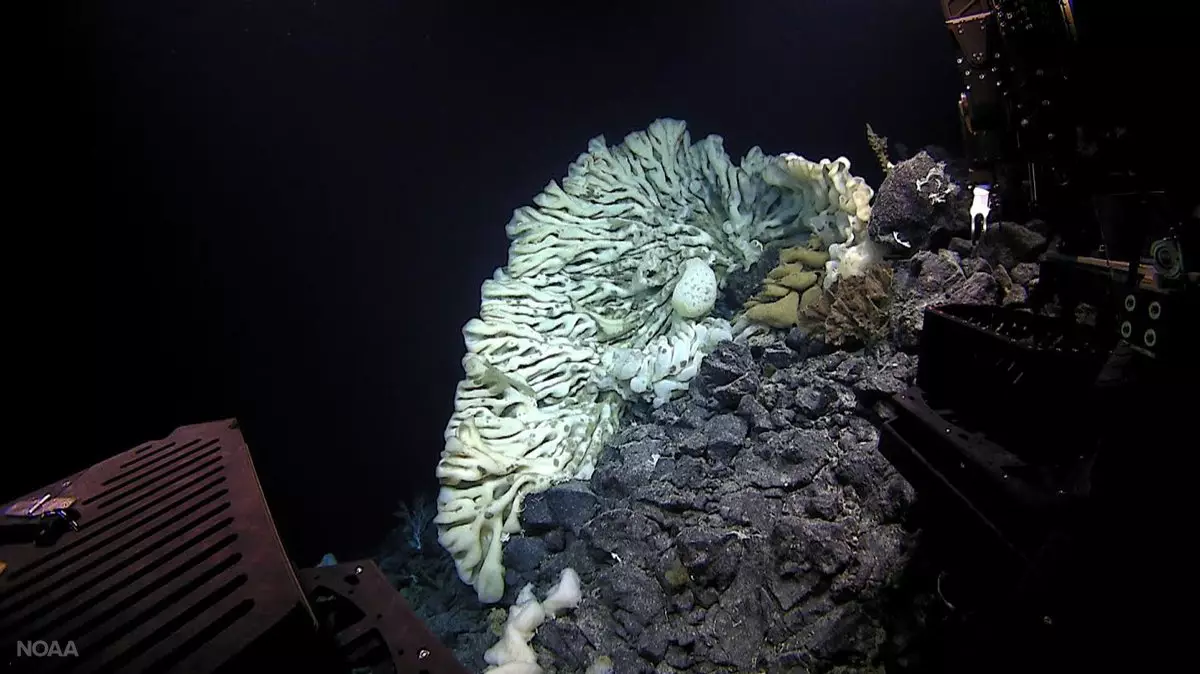 На дното на океанот крие џиновски сунѓер