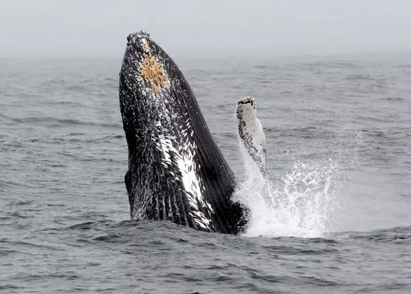 Xapón seguirá cazando as baleas