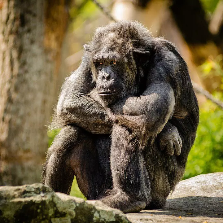 Video: Cum cimpanzeii plânge moartea