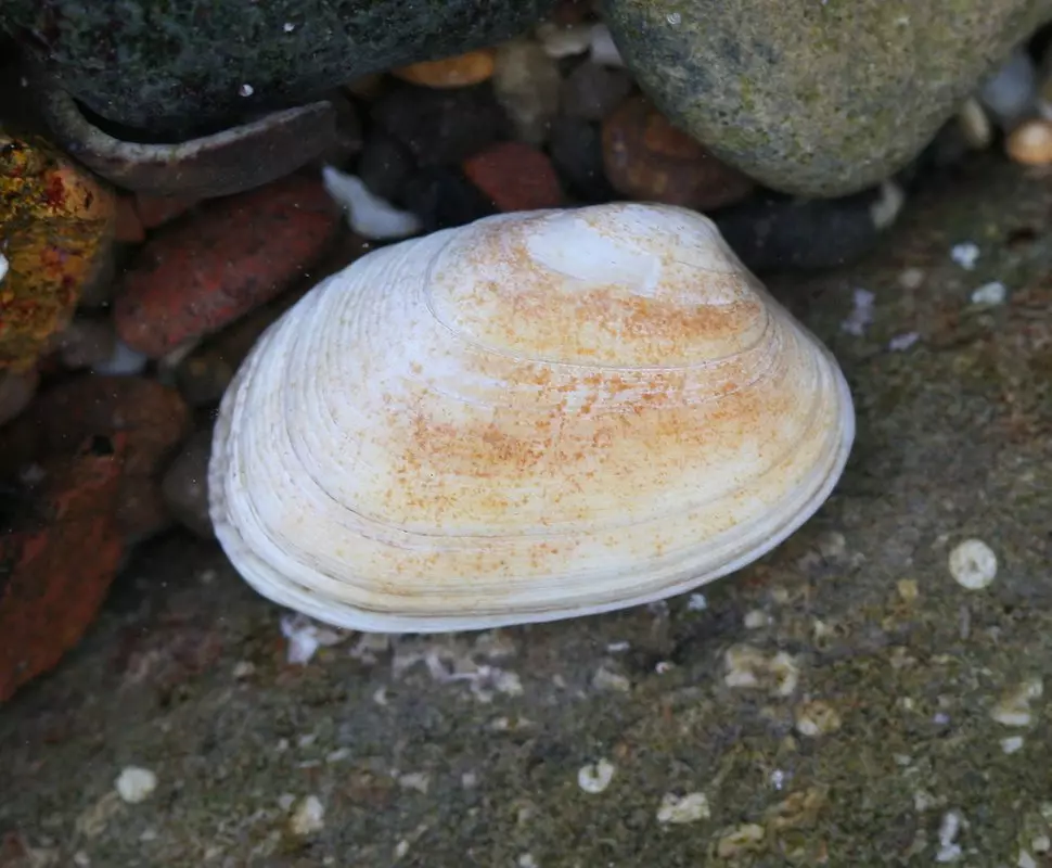 Mollusks Đại Tây Dương chết vì ung thư